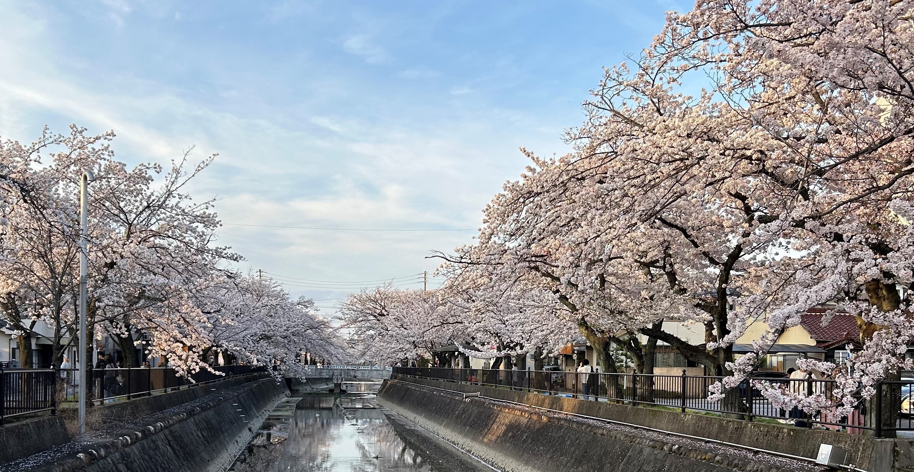 Ichi・digi | About the 57th Ichinomiya Cherry Blossom Festival