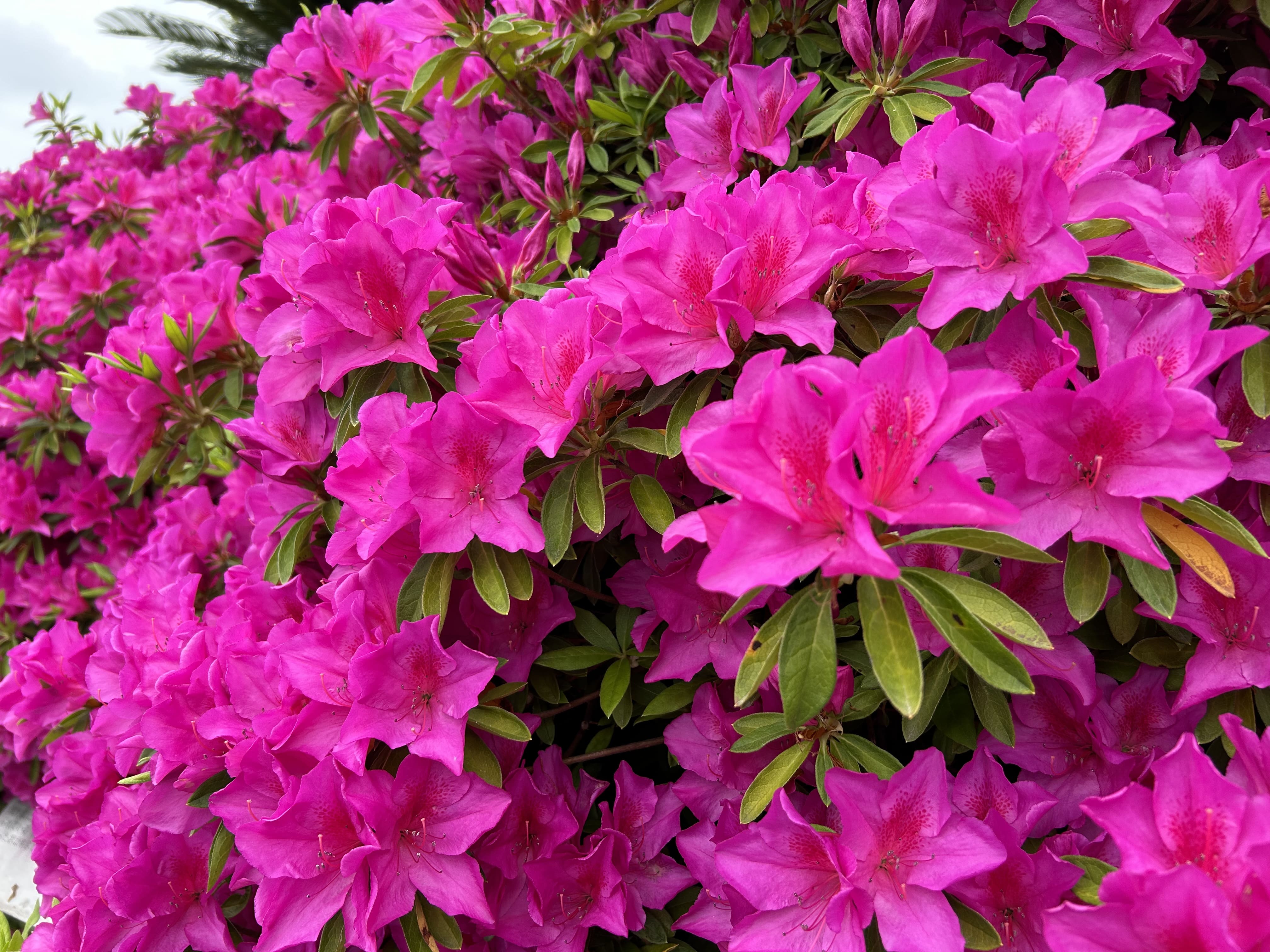 イチ・デジ | ホーム